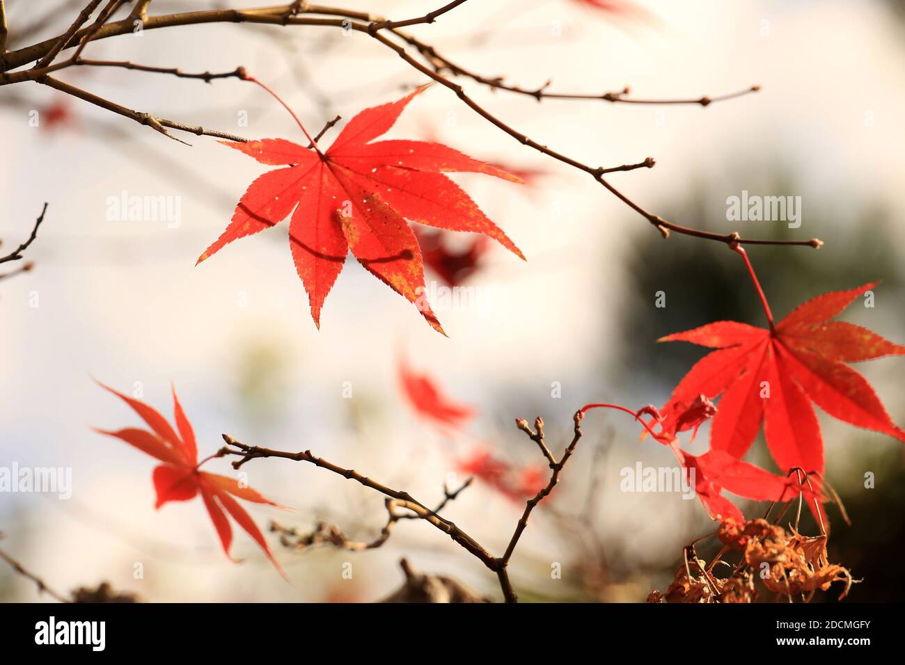 Kyoto, Japan. 22nd Nov, 2020. Red maple leaves are displayed at the ...