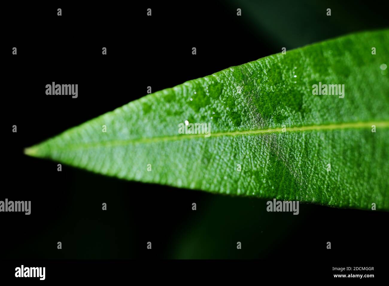 Oleander forest hi-res stock photography and images - Alamy