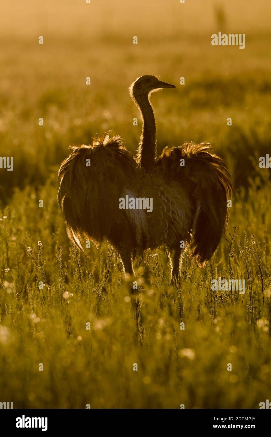 Greater Rhea, (Rhea Americana) in Pampas plain environment, La Pampa ...