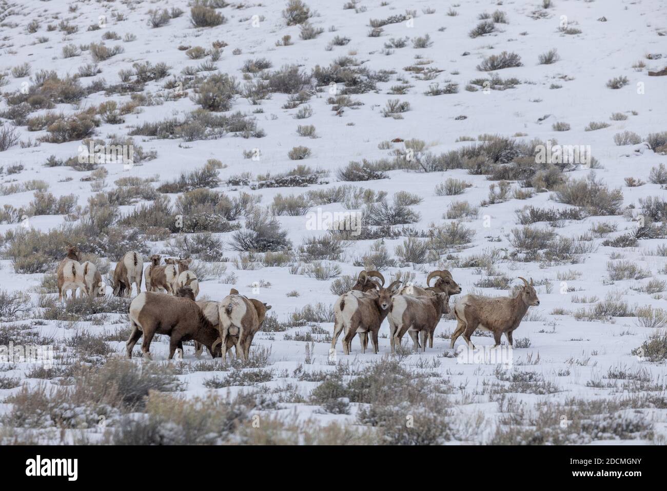 Bighorn Sheep in The Rut in Wyoming Stock Photo - Alamy