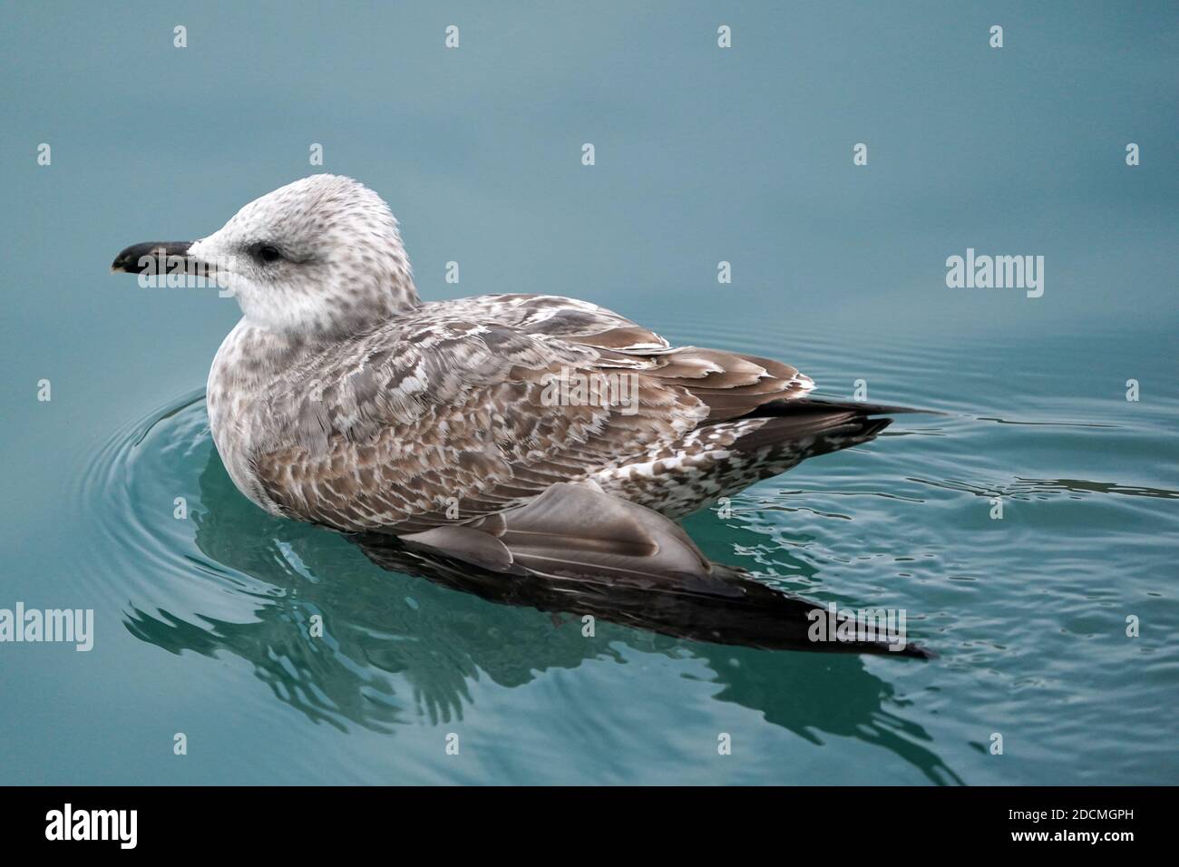 Juvenile Black backed gull swimming with broken wing Stock Photo - Alamy