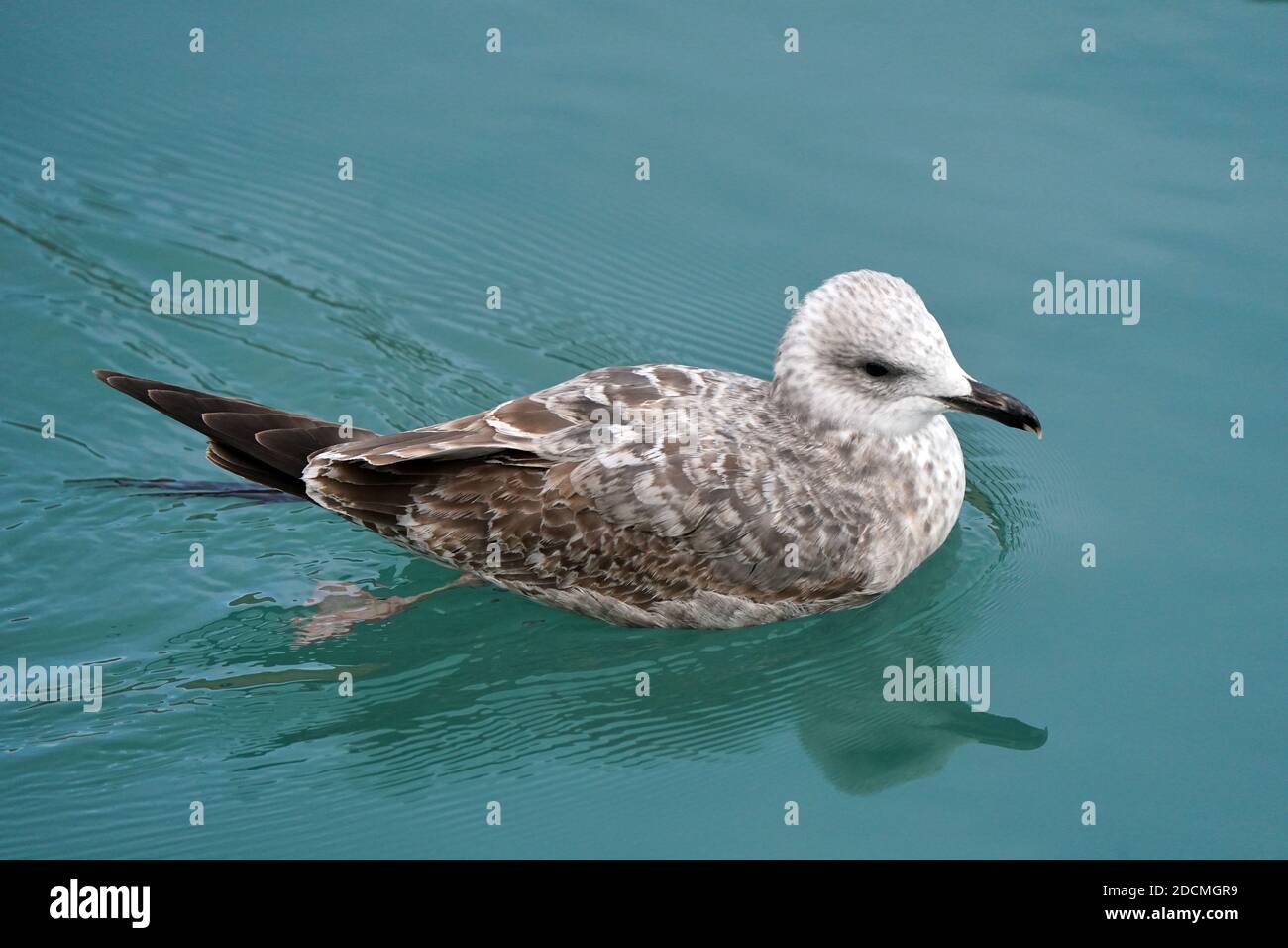 Water surface tension swimmer hi-res stock photography and images - Alamy