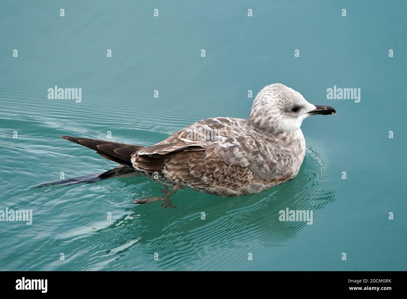 Broken wing waterfowl hi-res stock photography and images - Alamy