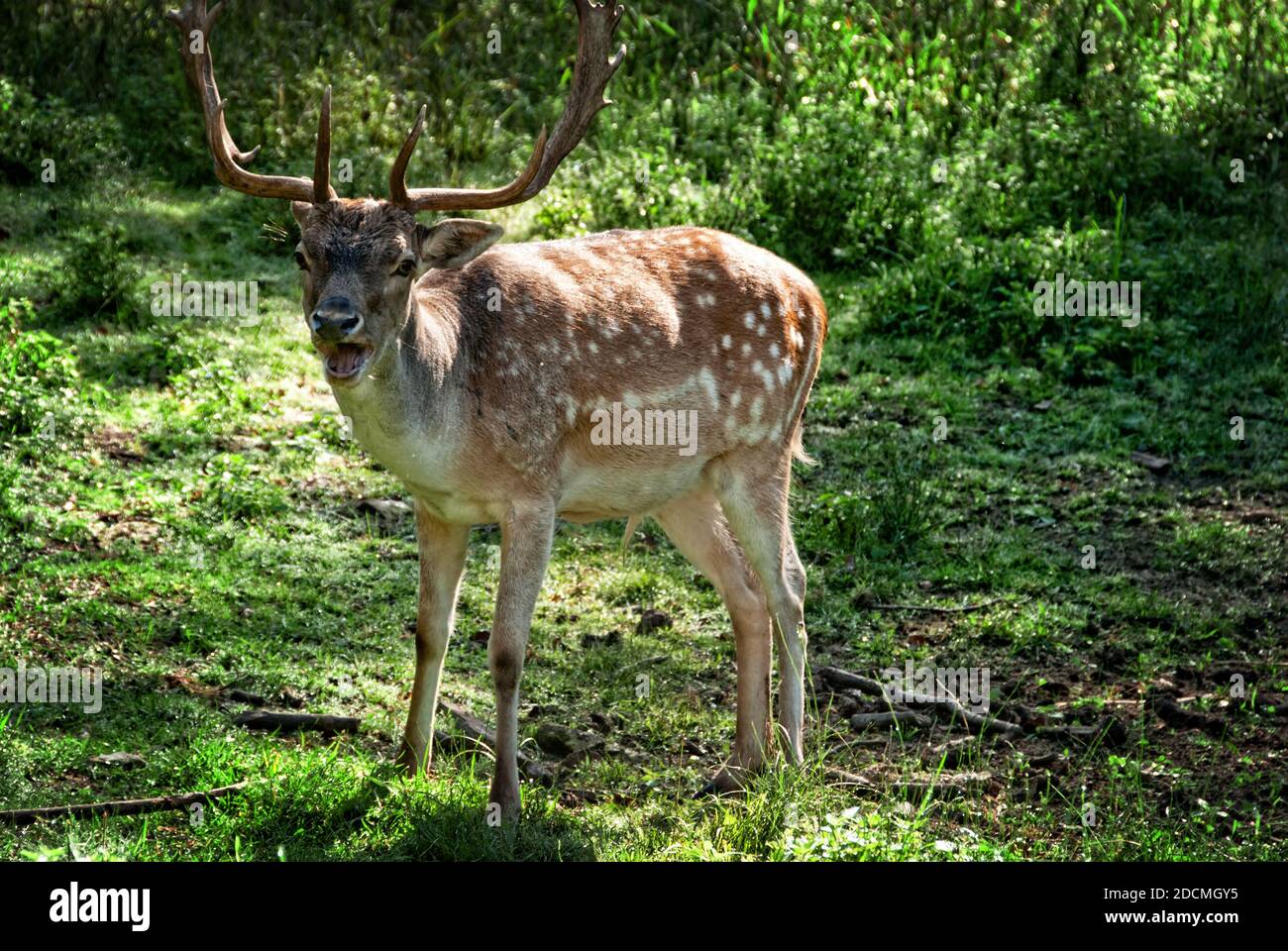 Back door drop hi-res stock photography and images - Alamy