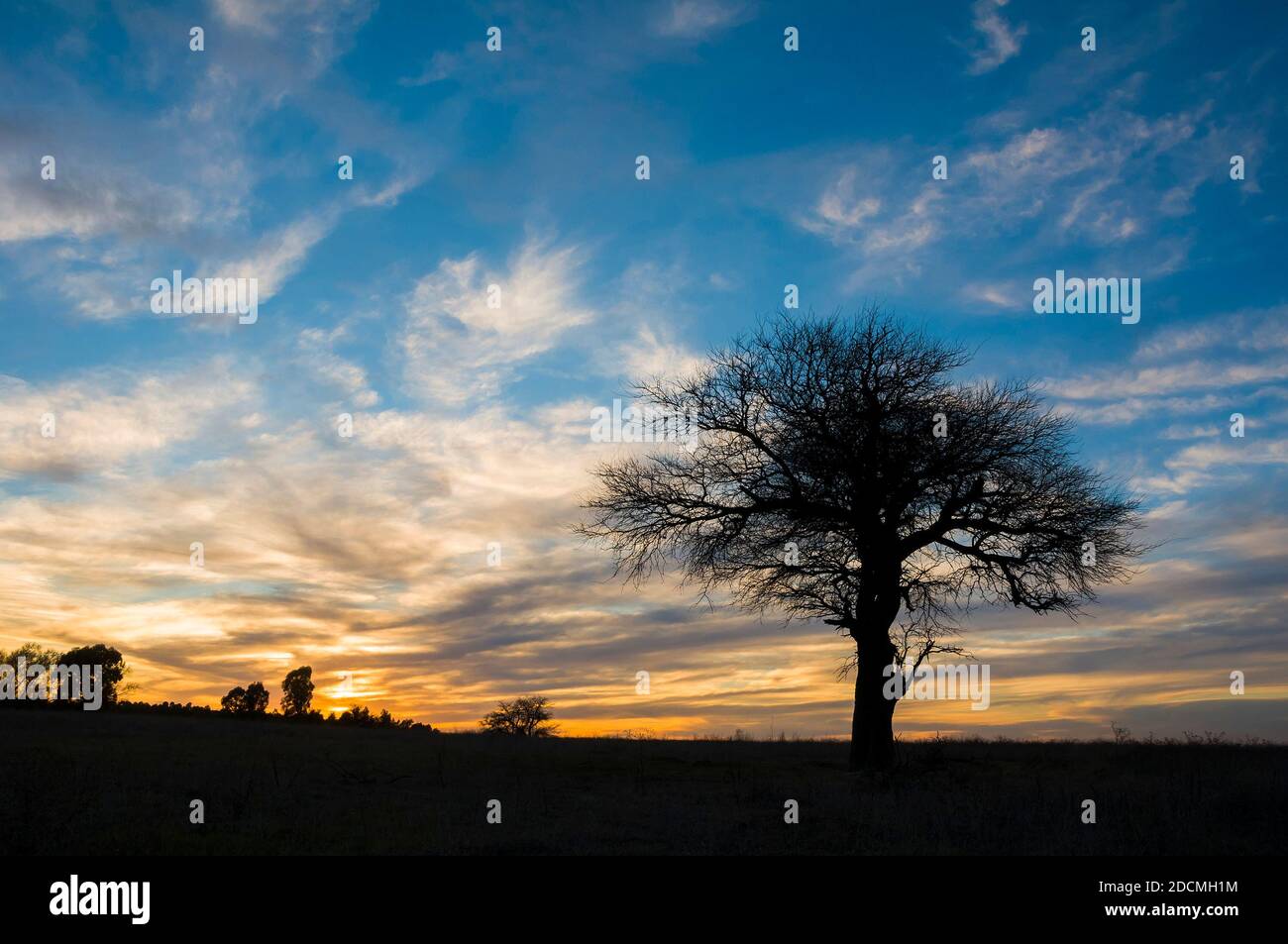 Calden tree, Prosopis Caldenia, in Pampas environment, La Pampa ...