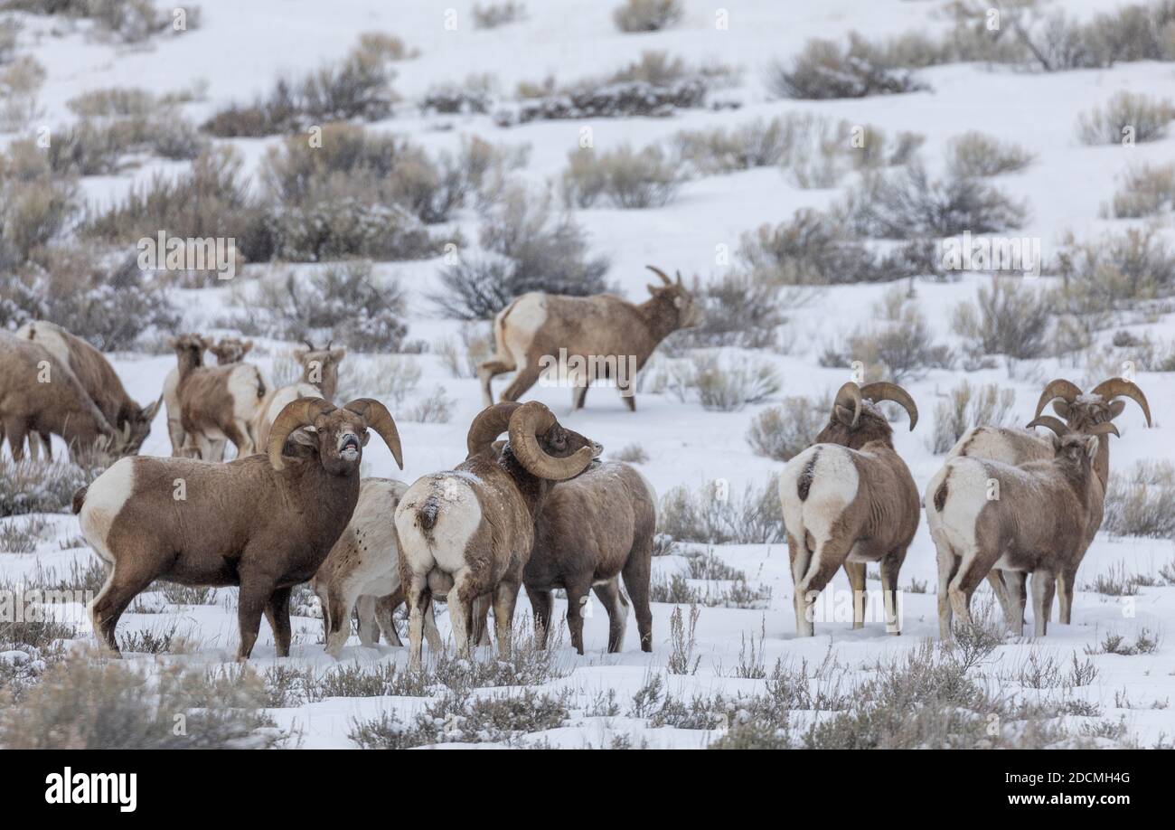 Bighorn Sheep in The Rut in Wyoming Stock Photo - Alamy