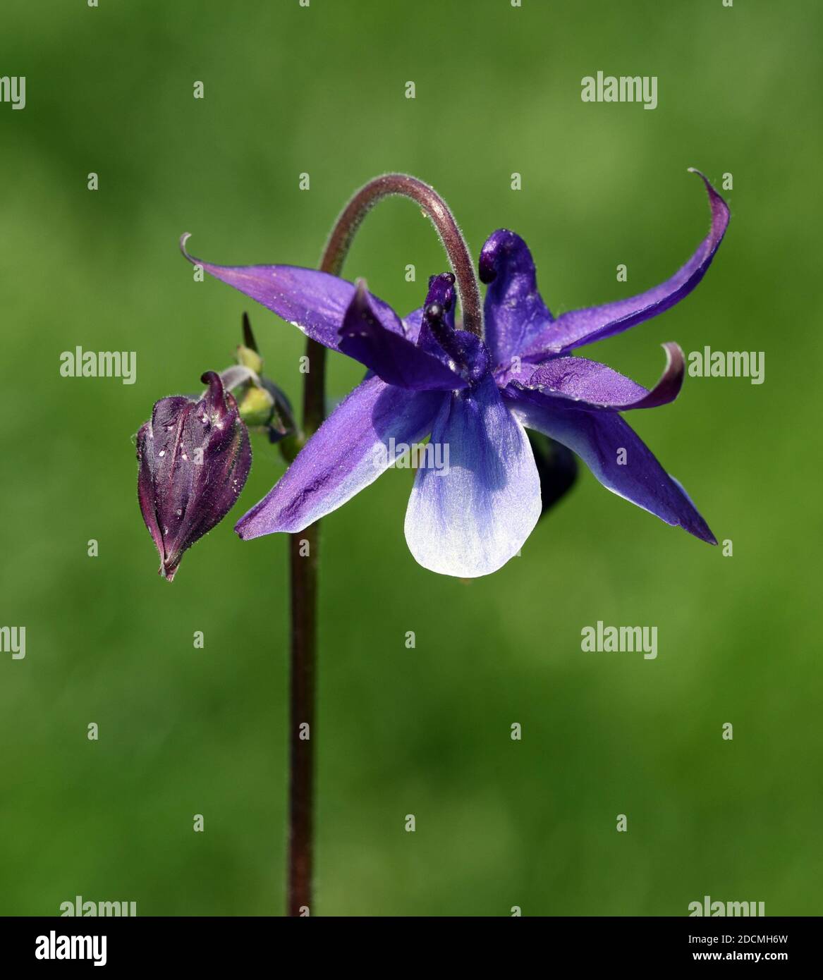 Columbine aquilegia vulgaris gemeine akelei hi-res stock photography ...