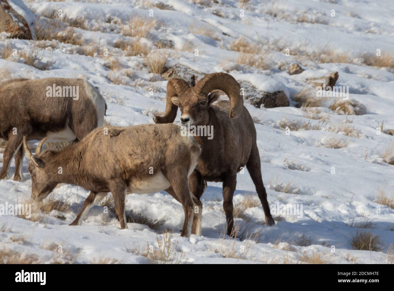Rutting sheep hi-res stock photography and images - Alamy