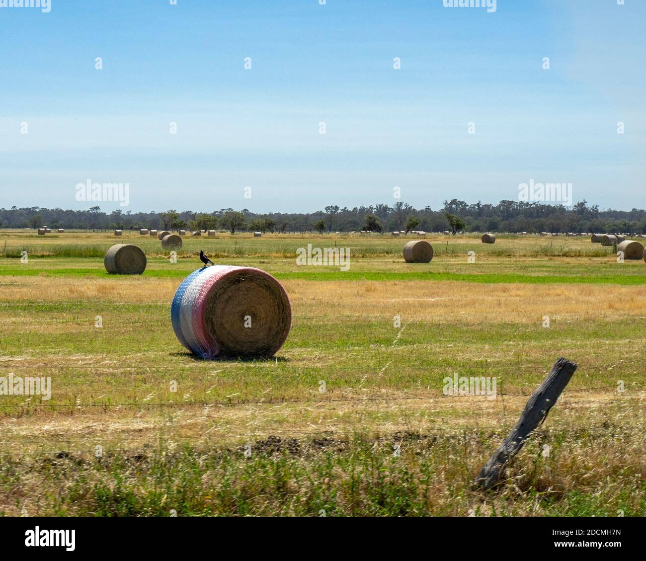 Australian Wheat Harvest High Resolution Stock Photography and Images ...