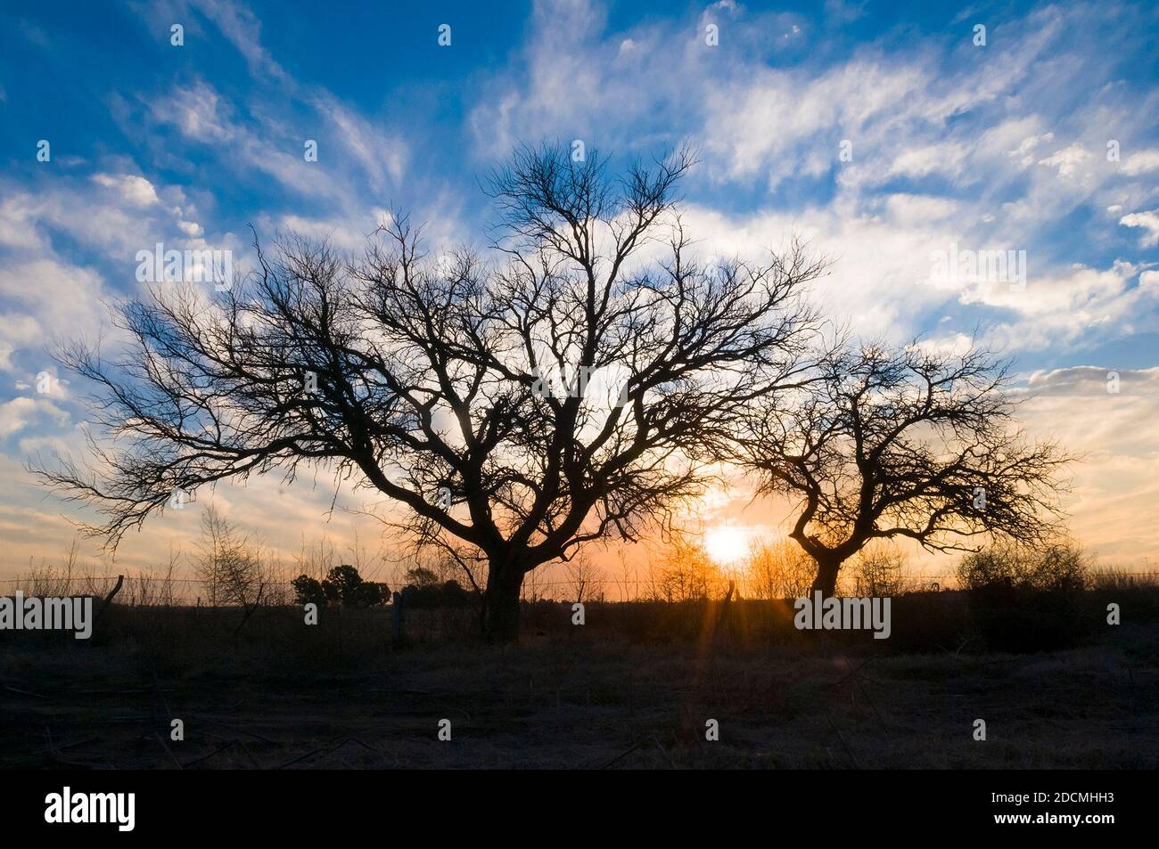 Calden tree, Prosopis Caldenia, in Pampas environment, La Pampa ...