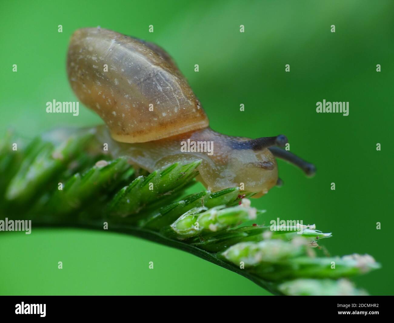 Snails’ ancestors are one of the earliest known types of animals in the ...