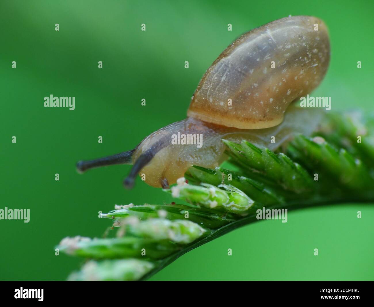 Snails’ ancestors are one of the earliest known types of animals in the ...