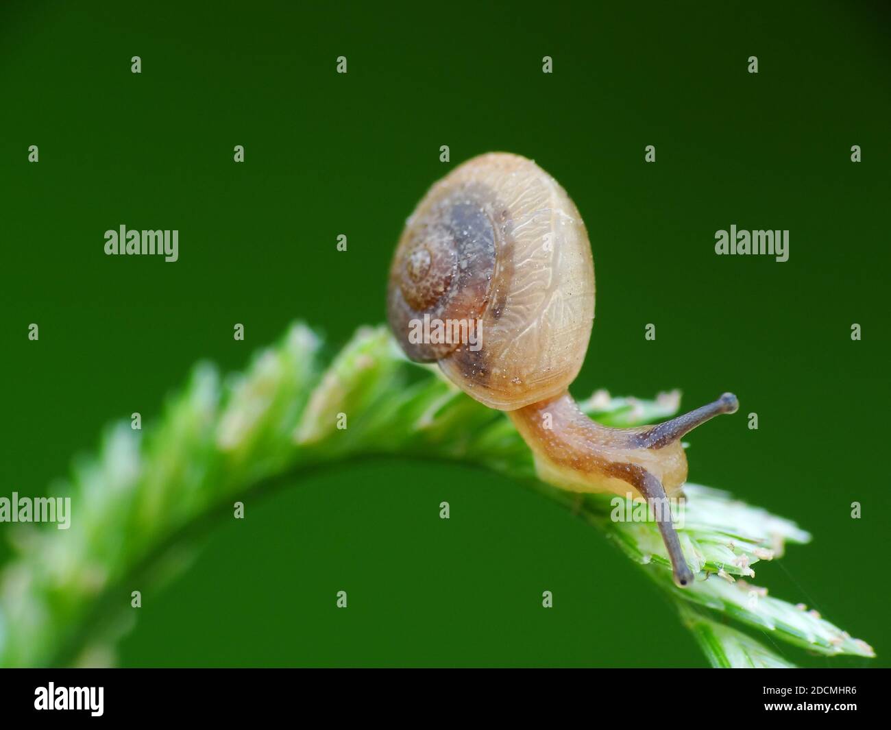 Snails’ ancestors are one of the earliest known types of animals in the ...