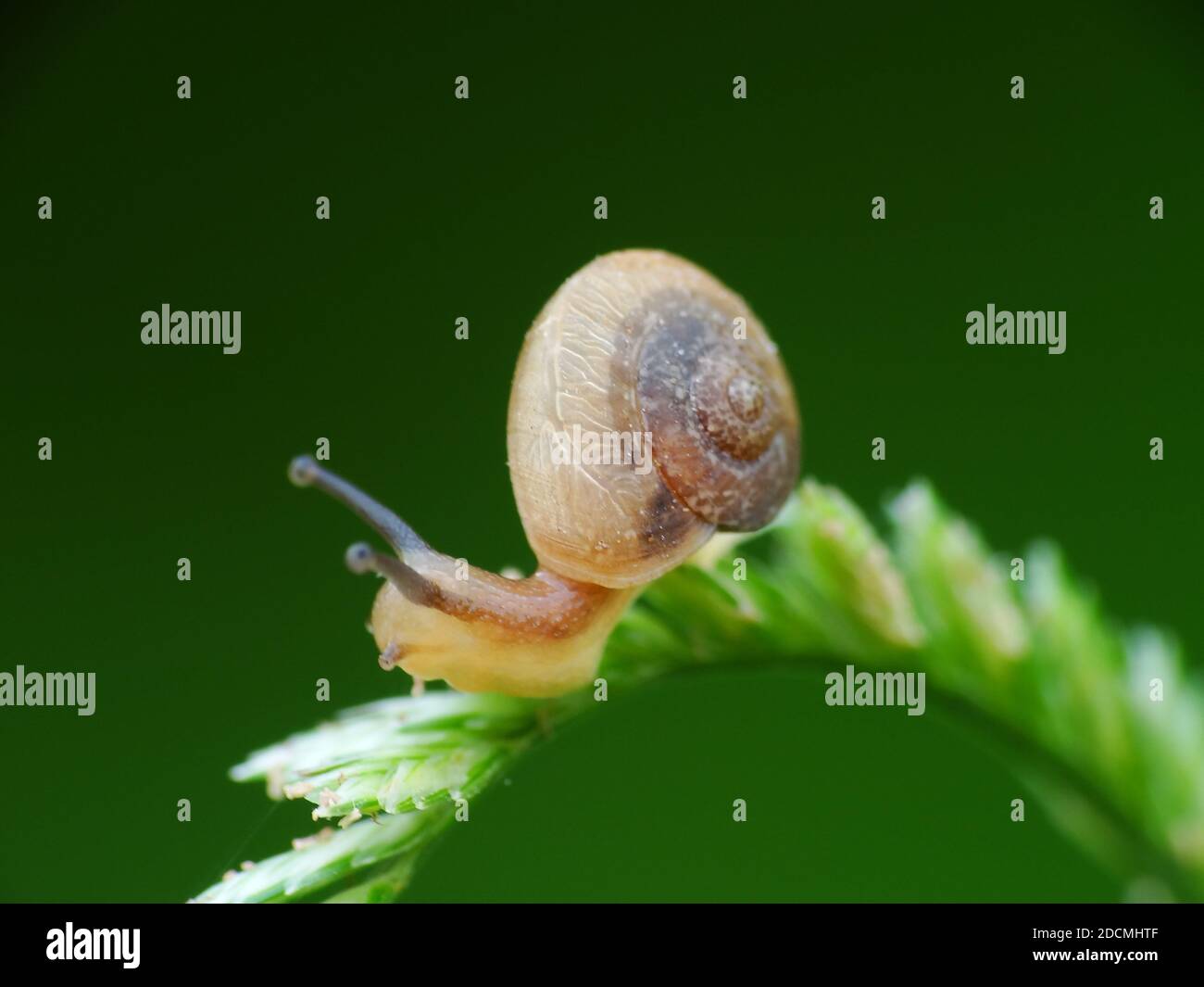 Snails’ ancestors are one of the earliest known types of animals in the ...