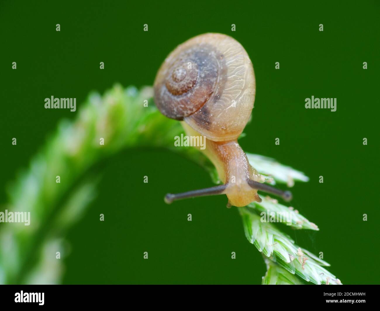 Snails’ ancestors are one of the earliest known types of animals in the ...
