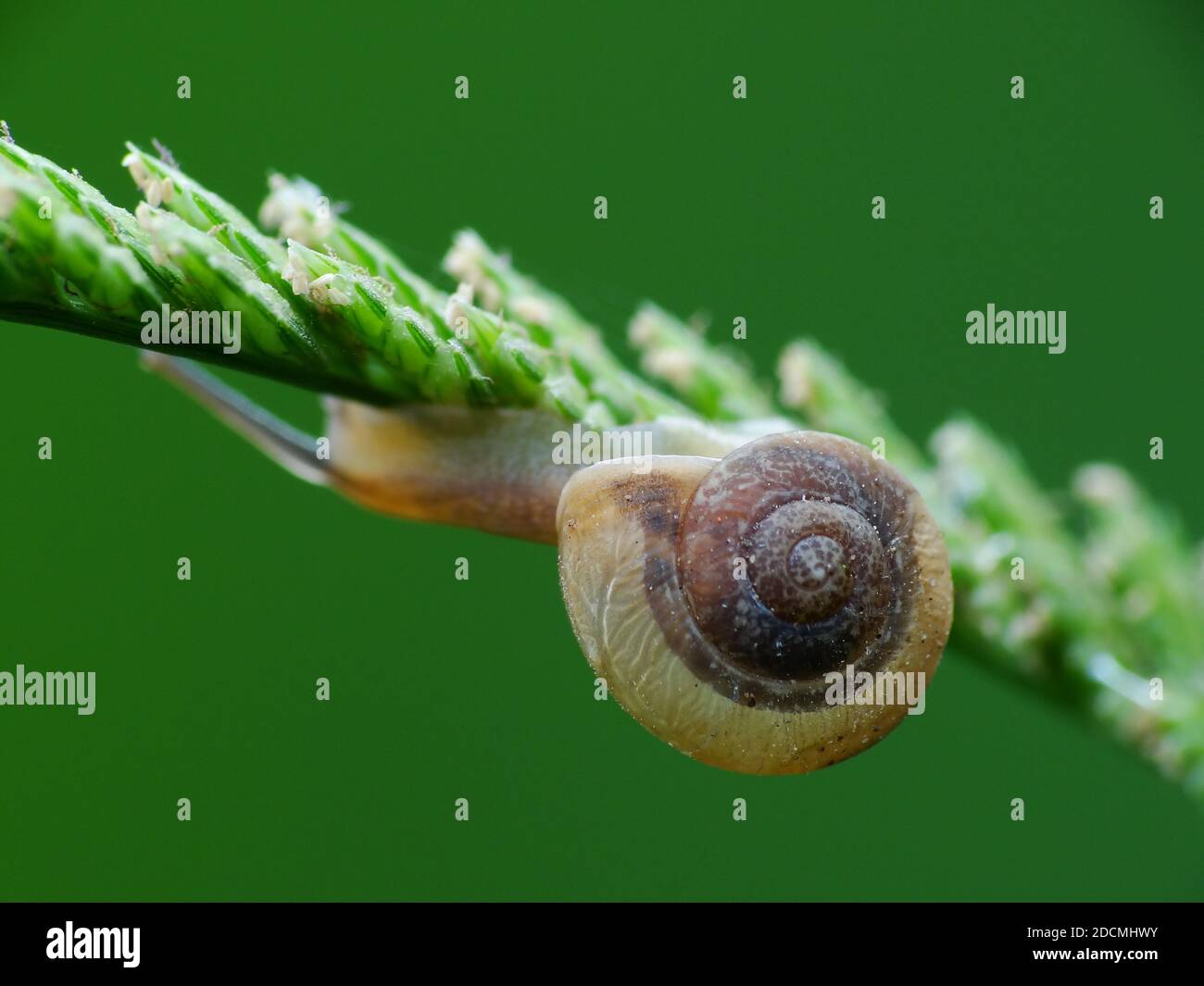 Snails’ ancestors are one of the earliest known types of animals in the ...