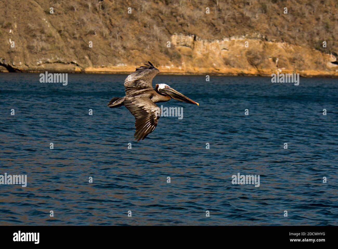 Galápagos isabela island tagus cove hi-res stock photography and images ...