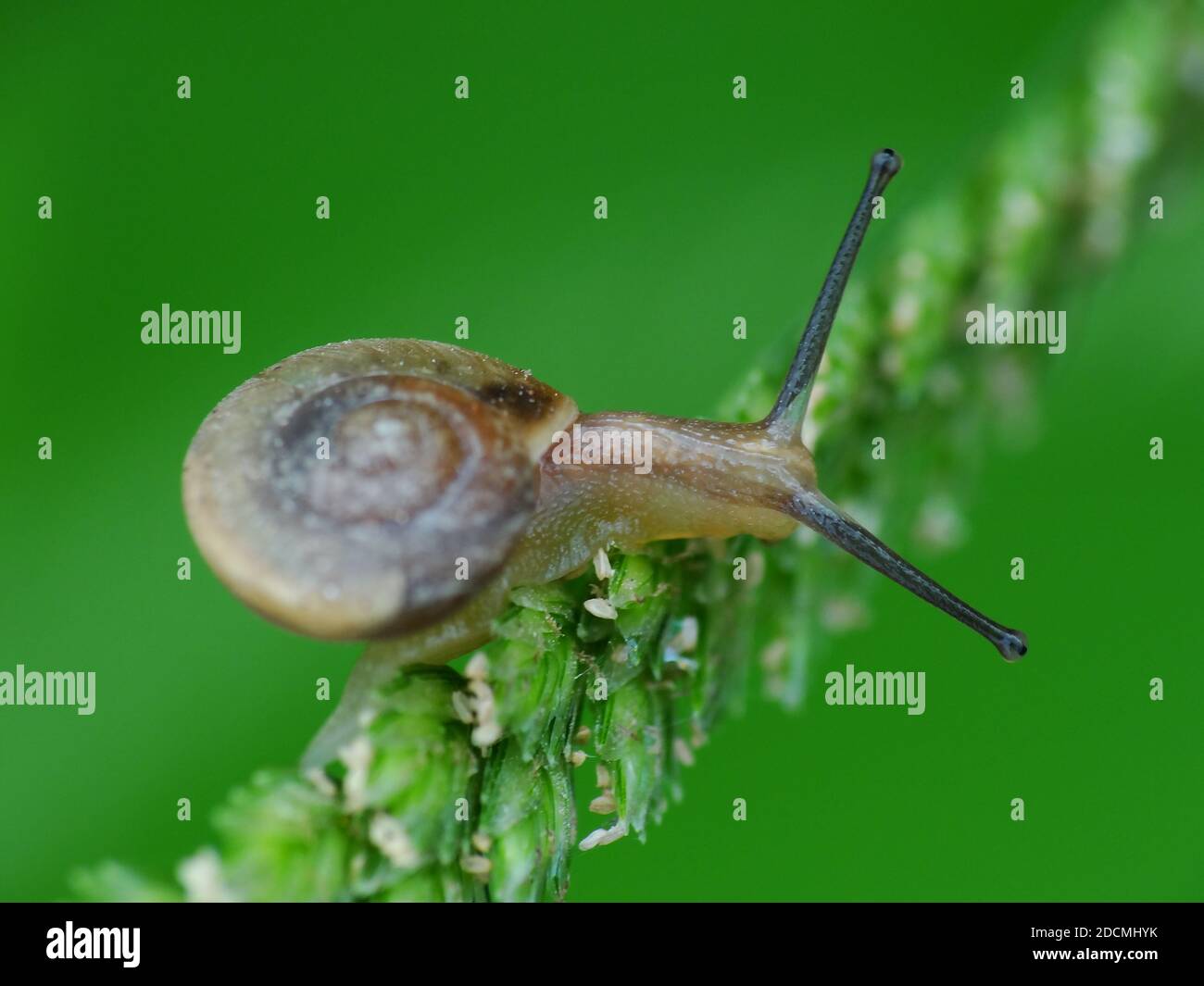 Snails’ ancestors are one of the earliest known types of animals in the ...