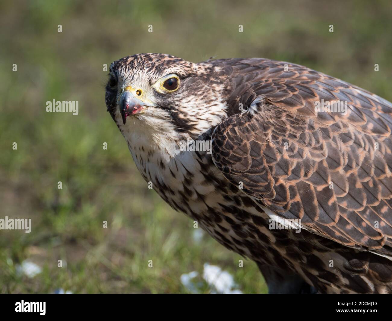 Peregrine falcon sits on hi-res stock photography and images - Alamy