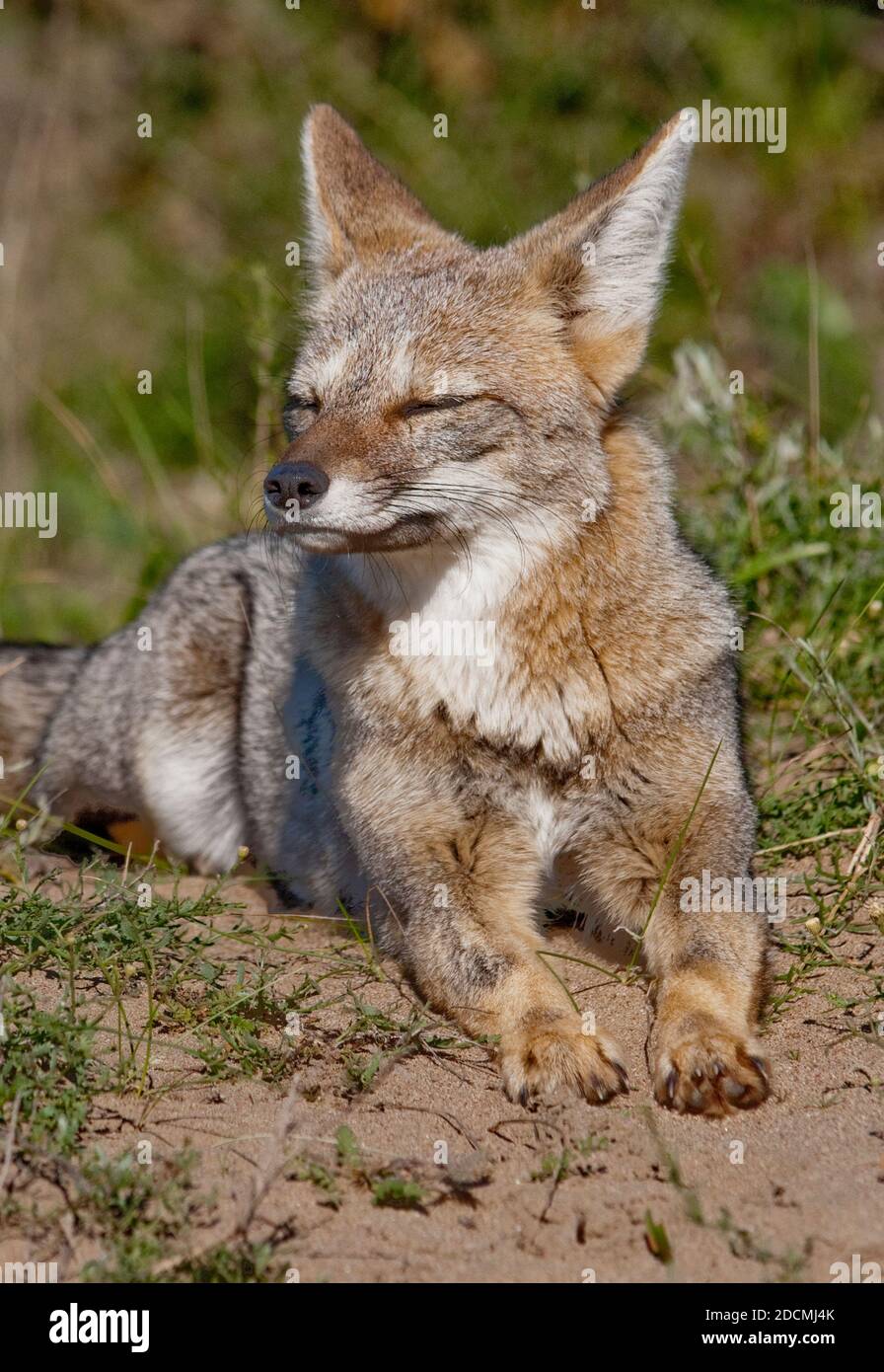 South American Gray Fox, Lycalopex gymnocercus, Peninsula Valdes ...