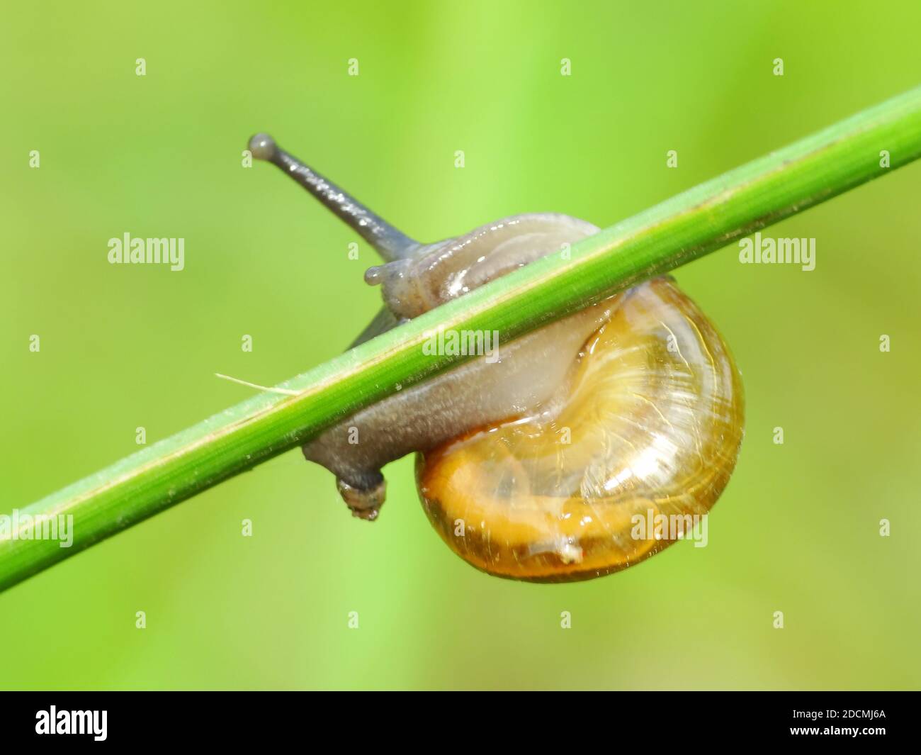 Snails’ ancestors are one of the earliest known types of animals in the ...