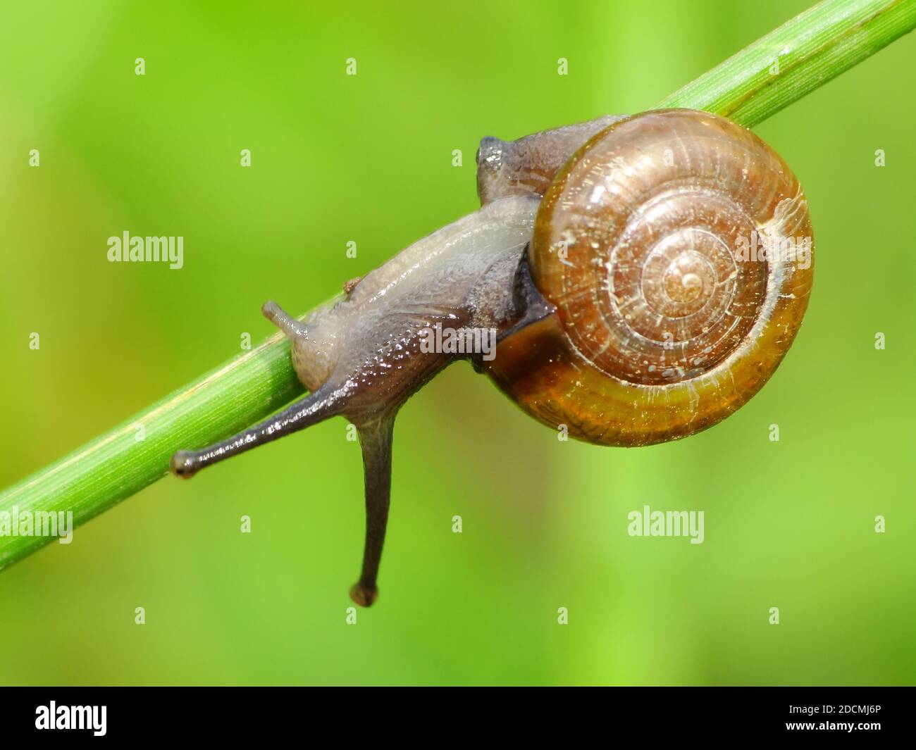 Snails’ ancestors are one of the earliest known types of animals in the ...