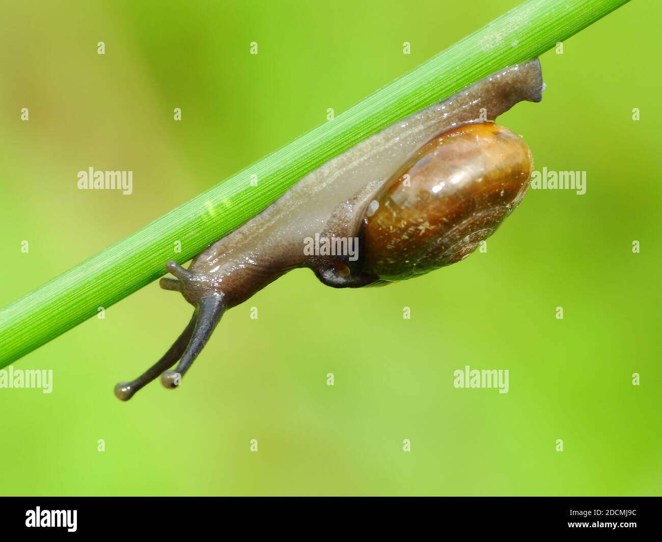 Snails’ ancestors are one of the earliest known types of animals in the ...