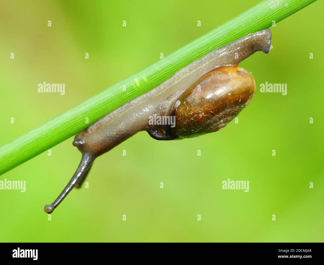 Snails’ ancestors are one of the earliest known types of animals in the ...