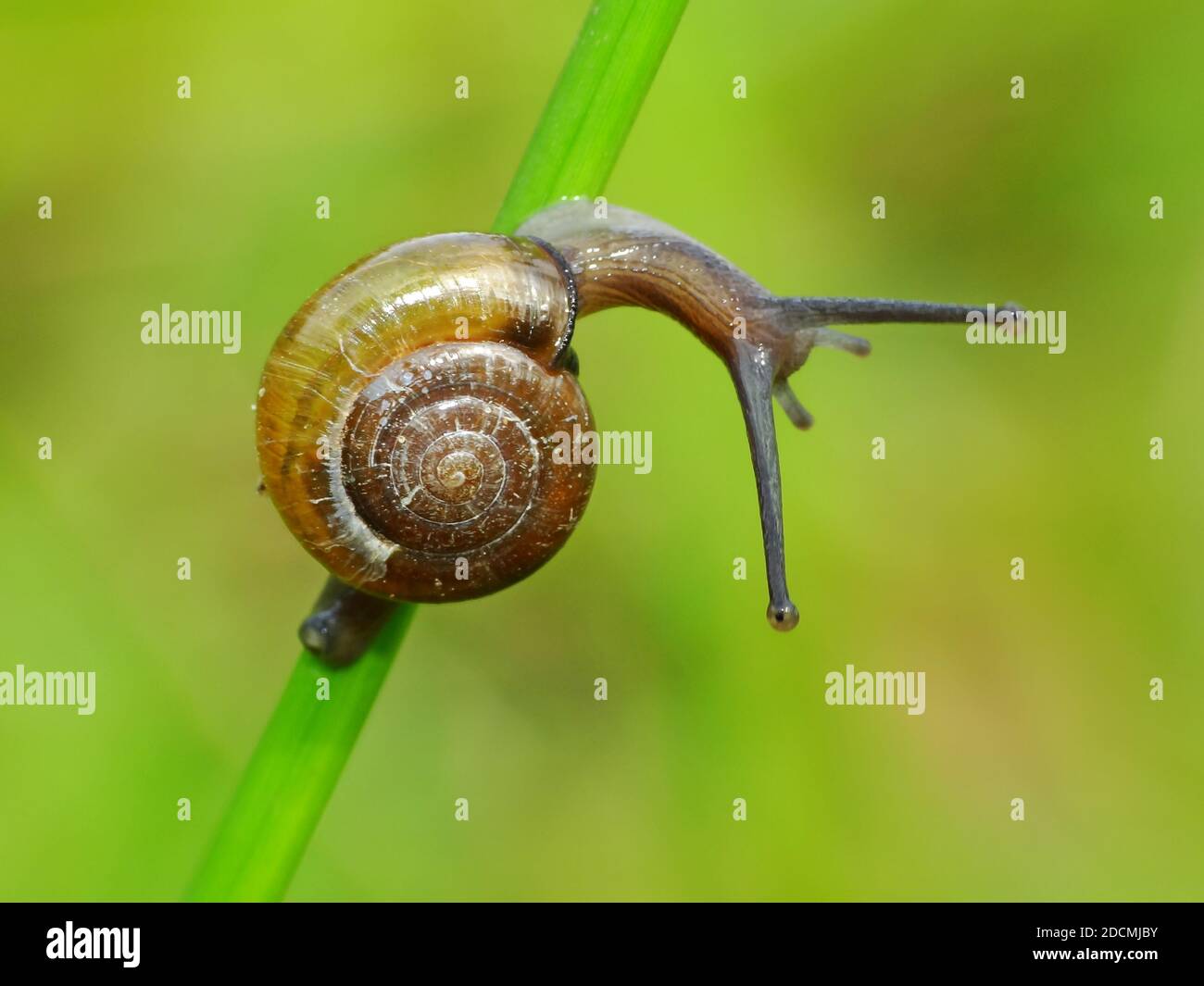 Snails’ ancestors are one of the earliest known types of animals in the ...