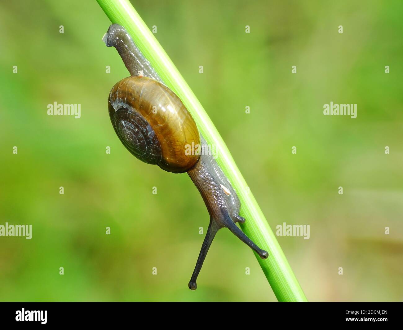Snails’ ancestors are one of the earliest known types of animals in the ...