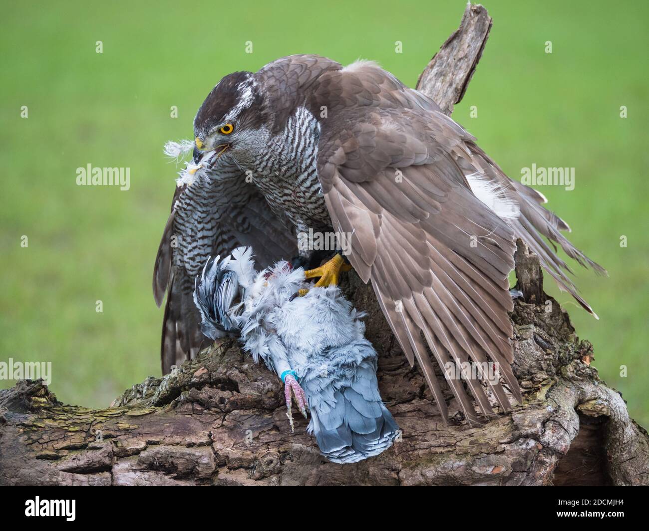 Hybrid gyr peregrine falcon hi-res stock photography and images - Alamy