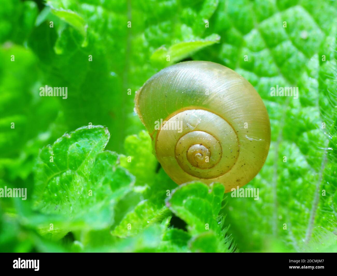 Snails’ ancestors are one of the earliest known types of animals in the ...