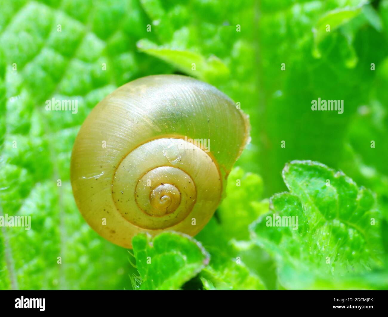 Snails’ ancestors are one of the earliest known types of animals in the ...