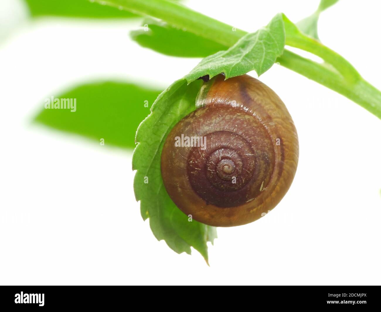 Slippery animals Cut Out Stock Images & Pictures - Alamy