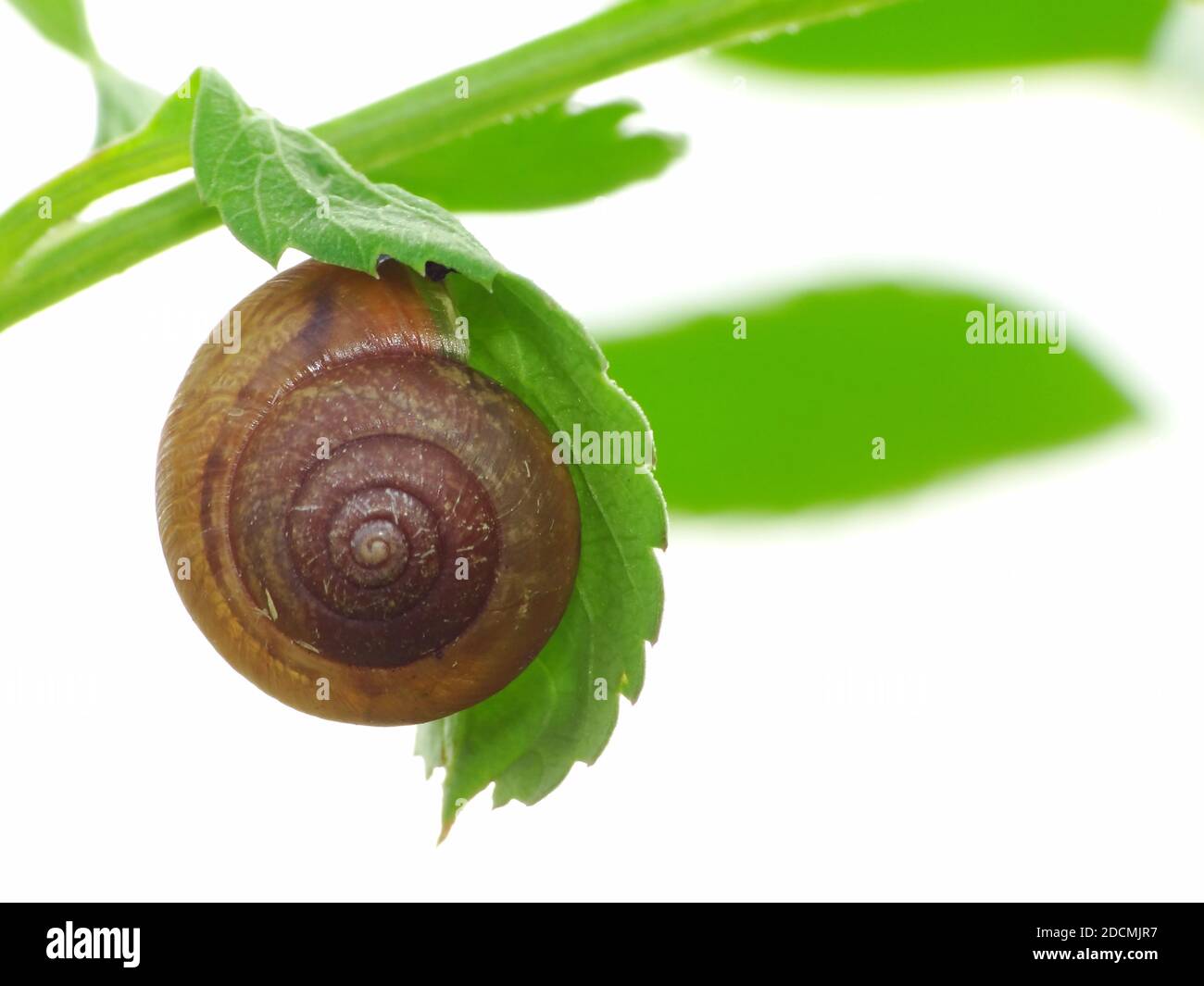 Snails’ ancestors are one of the earliest known types of animals in the ...