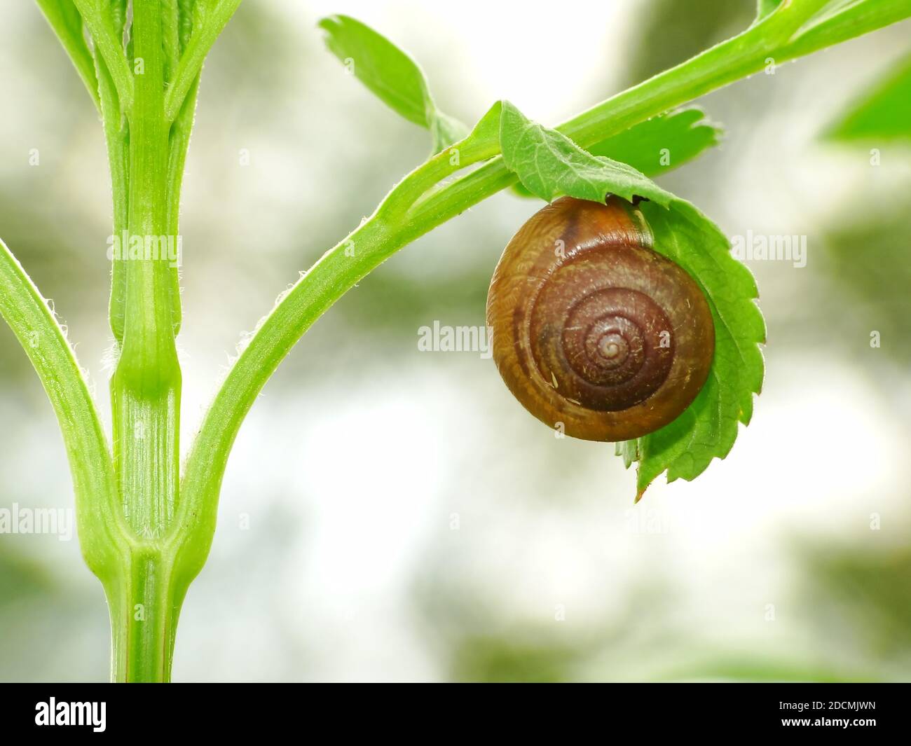 Snails’ ancestors are one of the earliest known types of animals in the ...