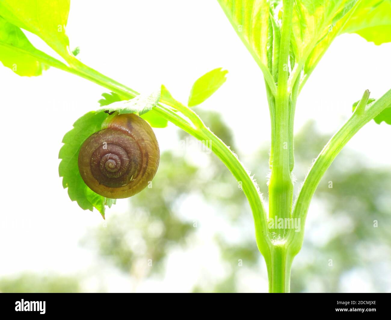 Snails’ ancestors are one of the earliest known types of animals in the ...