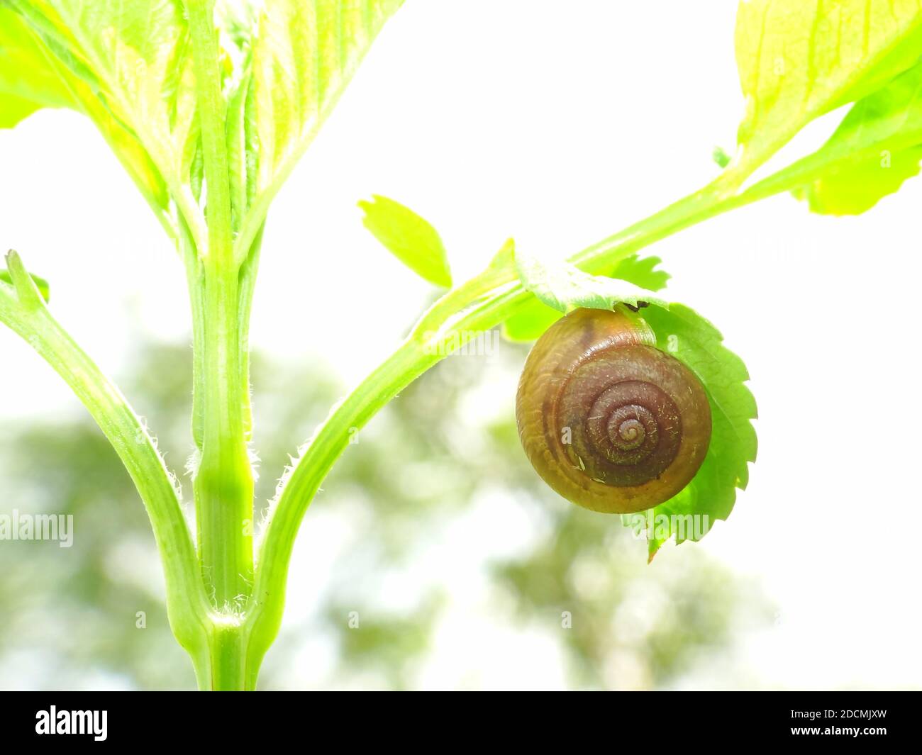 Snails’ ancestors are one of the earliest known types of animals in the ...