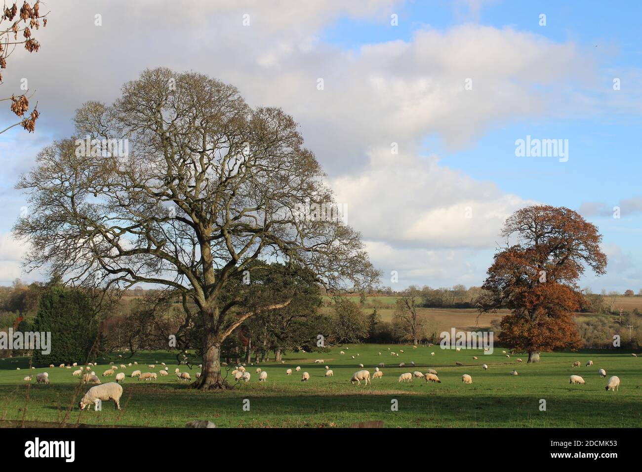 English countryside sheep hi-res stock photography and images - Alamy