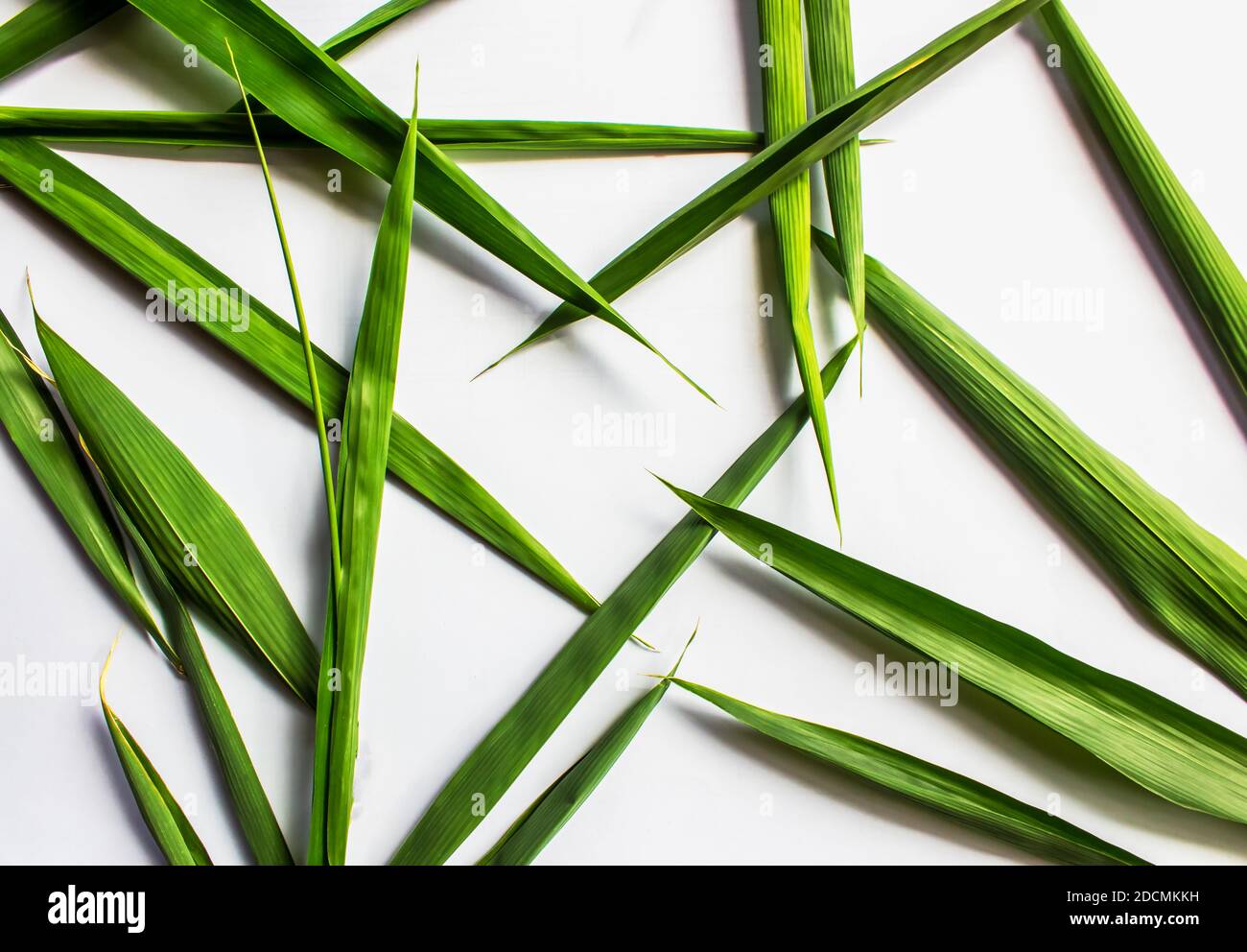 Bamboo leaves are heart shape on white background Stock Photo - Alamy