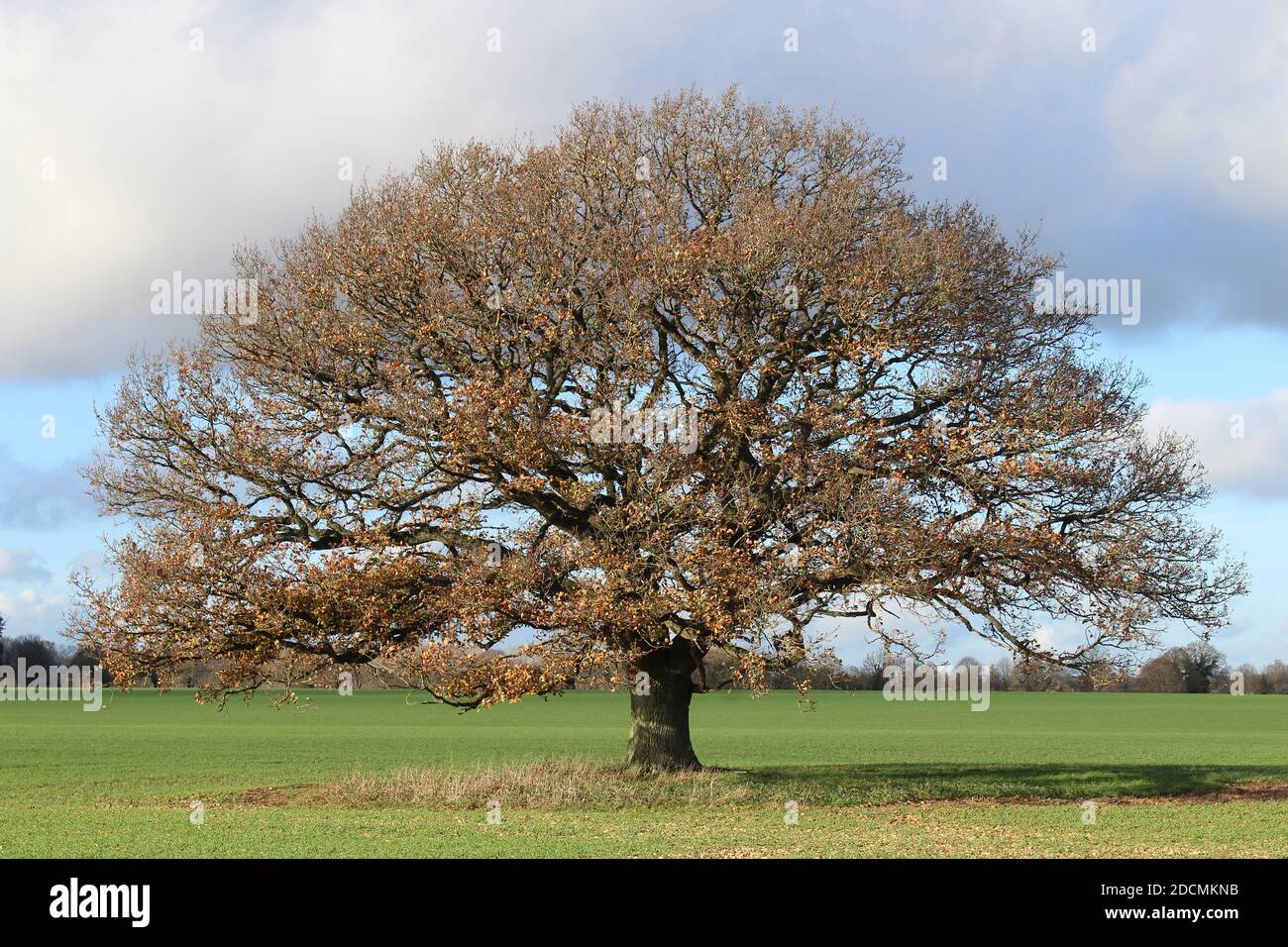 Autumn oak canopy Stock Photo - Alamy