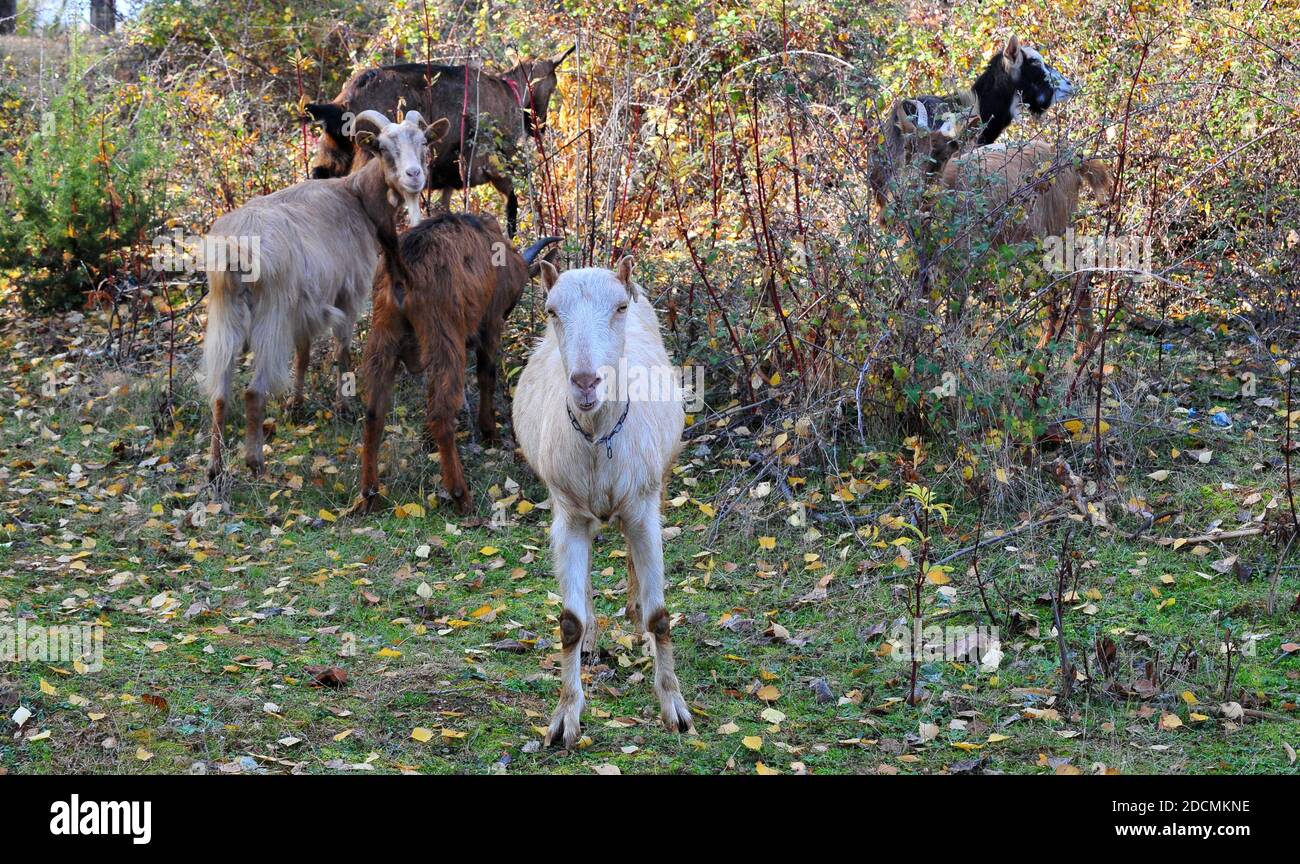goats grazing in the bush with thorns. image Stock Photo - Alamy