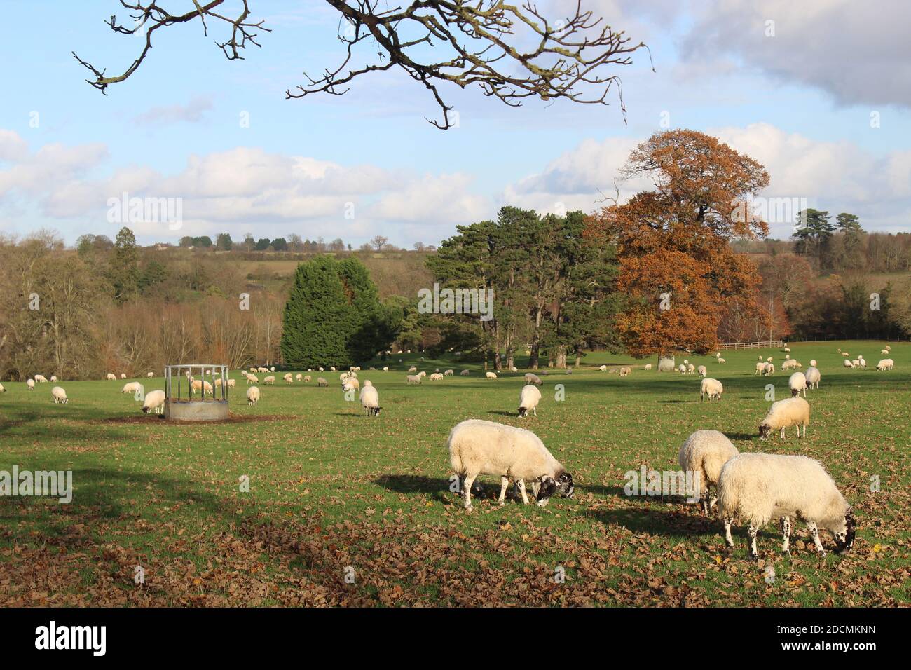 Sheep in Autumn field Stock Photo - Alamy