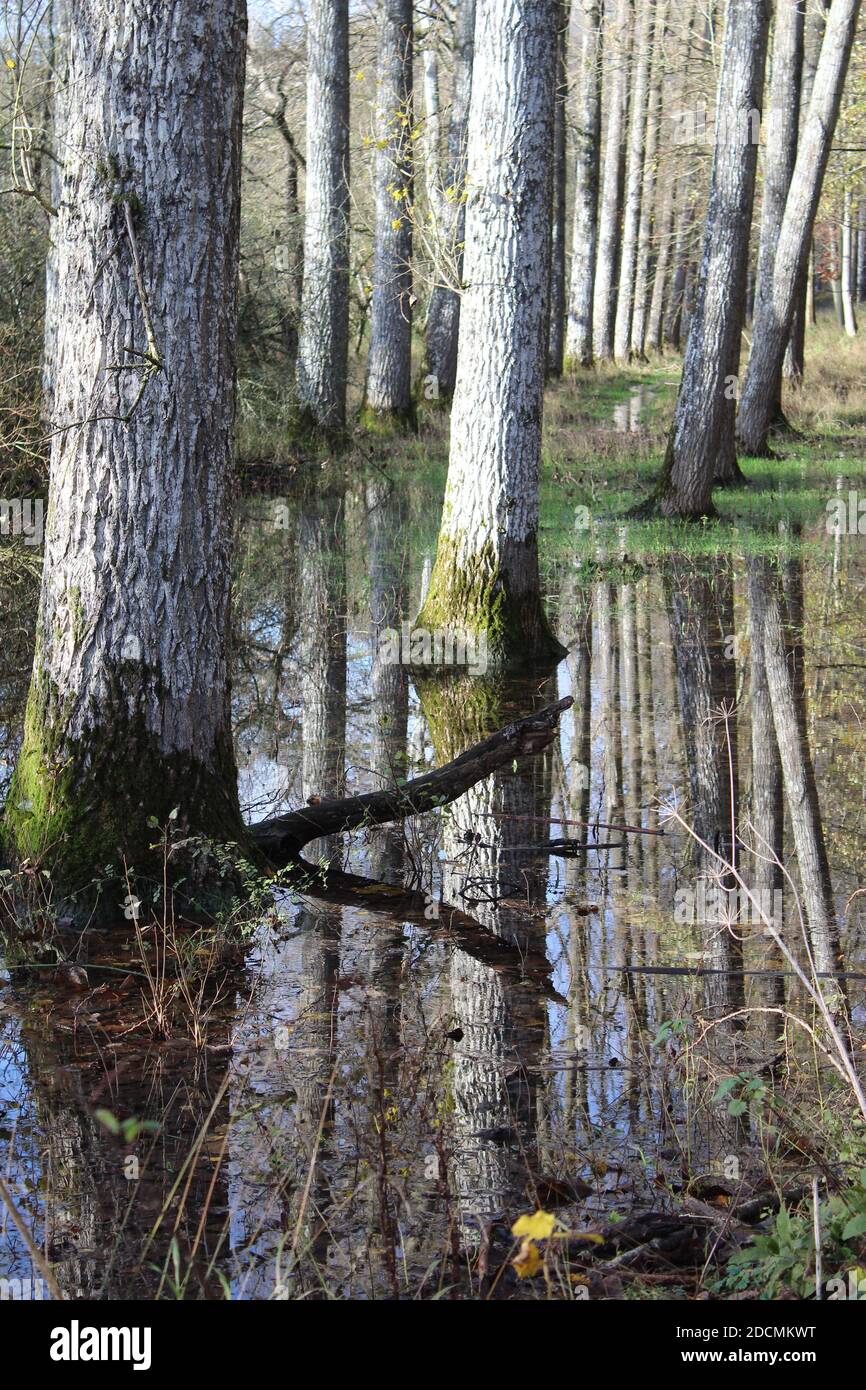 Flood wood hi-res stock photography and images - Alamy