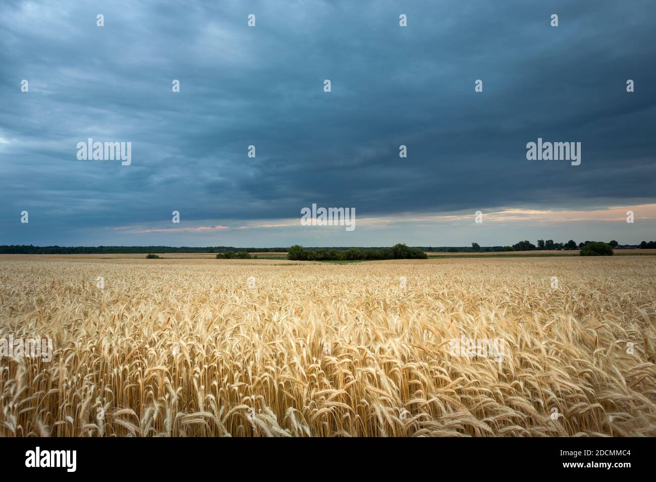 Large field of triticale and dark rainy clouds Stock Photo - Alamy