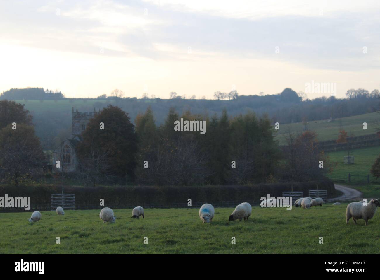 English countryside sheep hi-res stock photography and images - Alamy