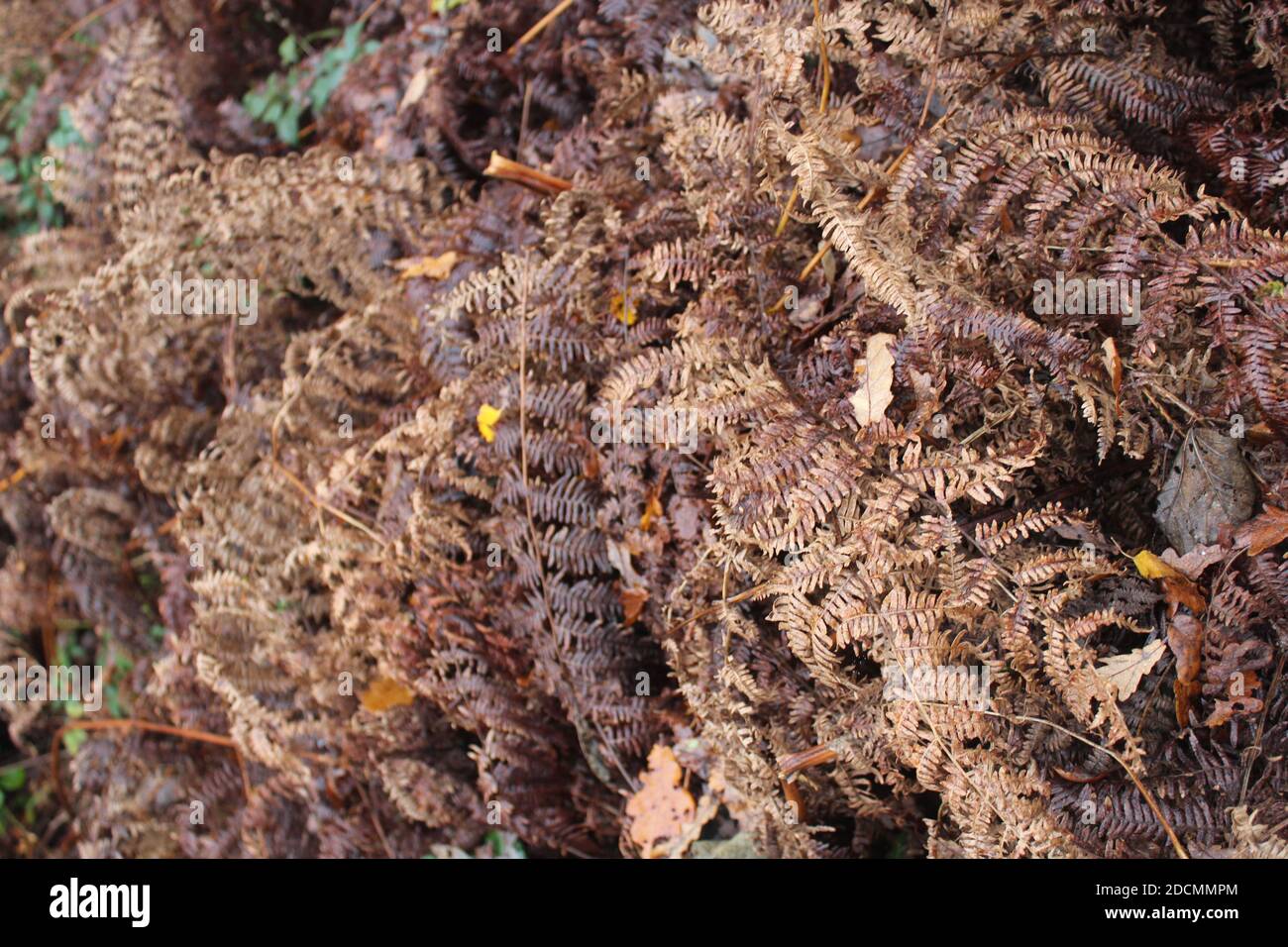 Russet bracken hi-res stock photography and images - Alamy