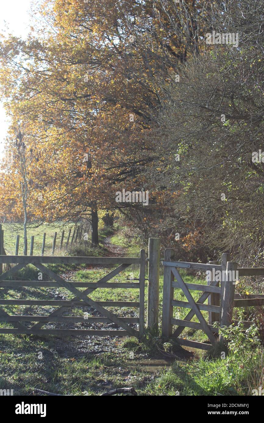Autumn walk in the woods Stock Photo - Alamy