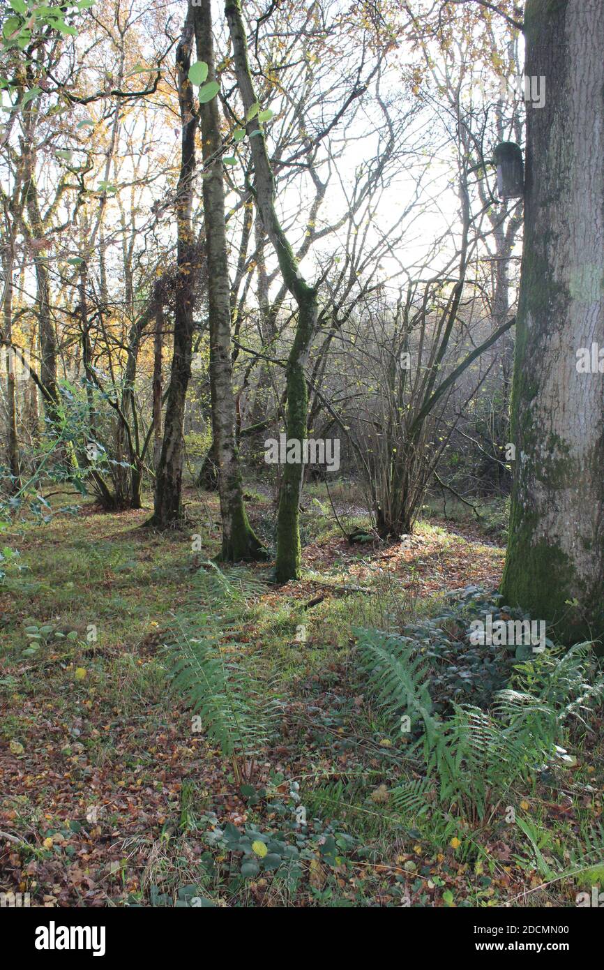 Bat box in nature reserve Stock Photo - Alamy