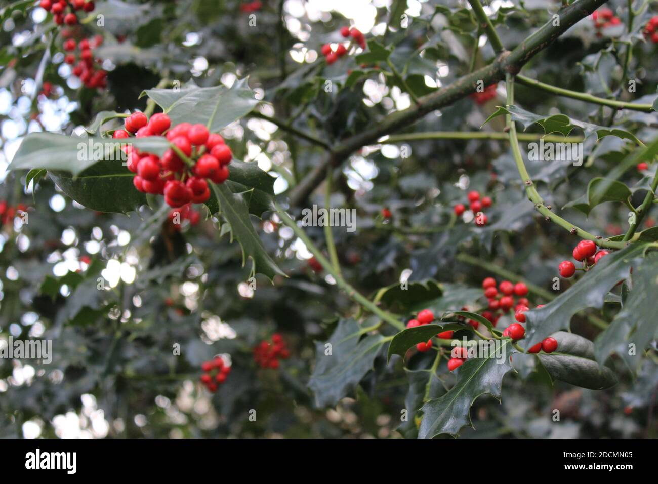 Orange holly berries hi-res stock photography and images - Alamy